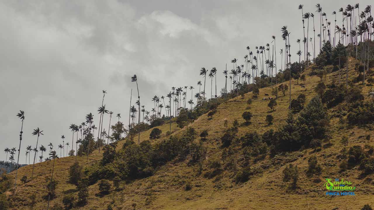 Los 10 Mejores Destinos Turísticos del Quindío